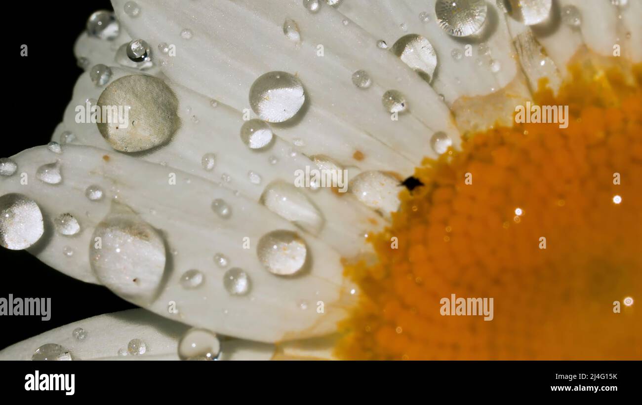 Slow motion insects hi-res stock photography and images - Alamy