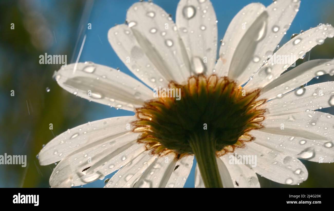 Close up of daisy flower wth water drops on blurred natural field and ...