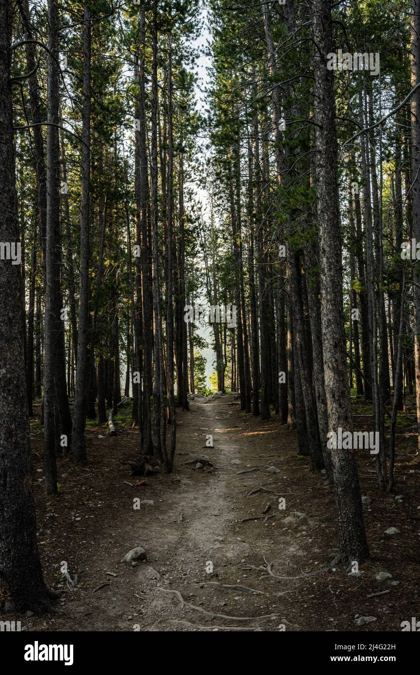 Tall Pine Trees Flank Narrow Dirt Trail in Rocky Mountain National Park ...