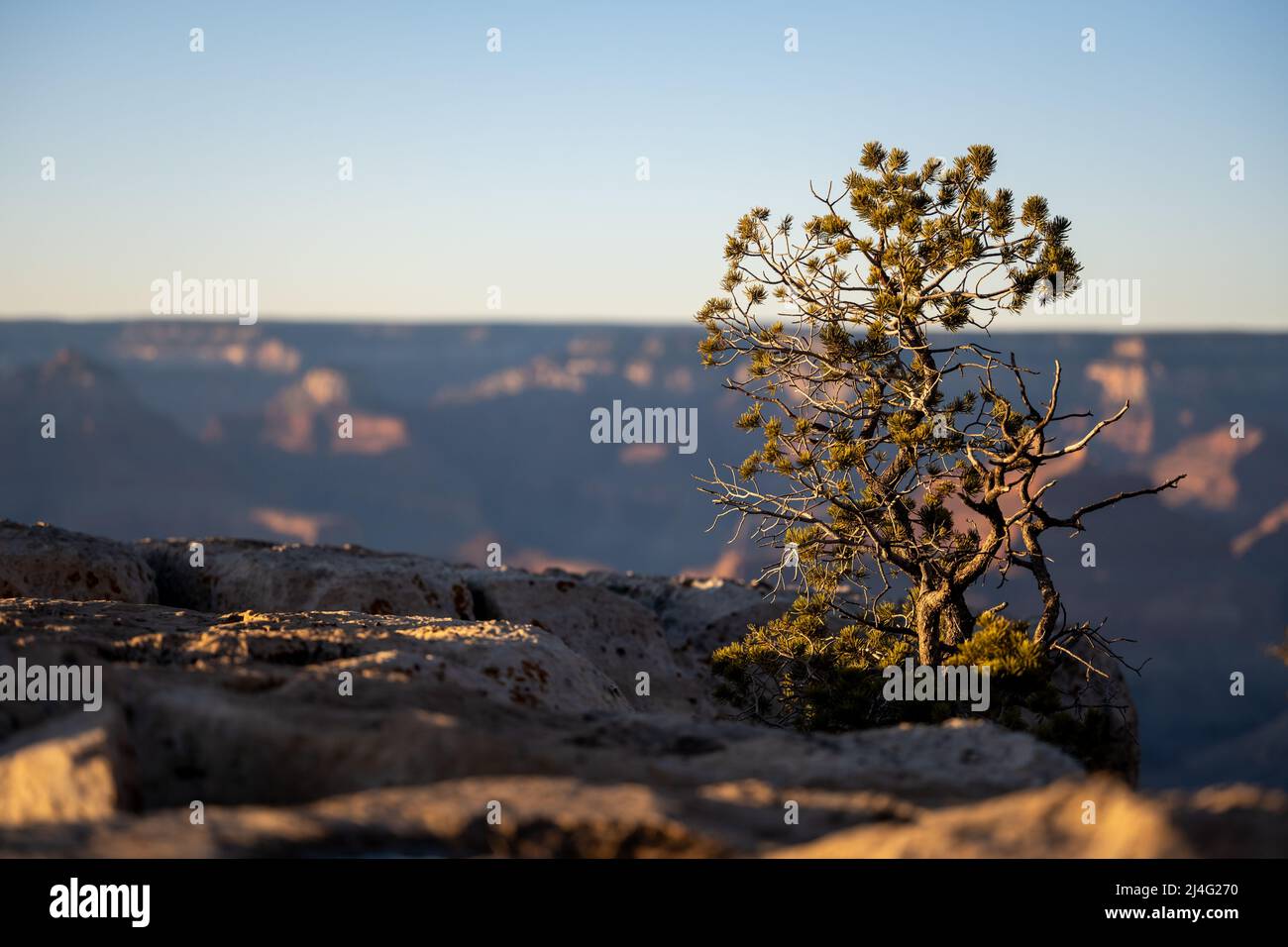 Tiny Pinon Pine Tree Grows on the Edge of the South Rim of the Grand ...