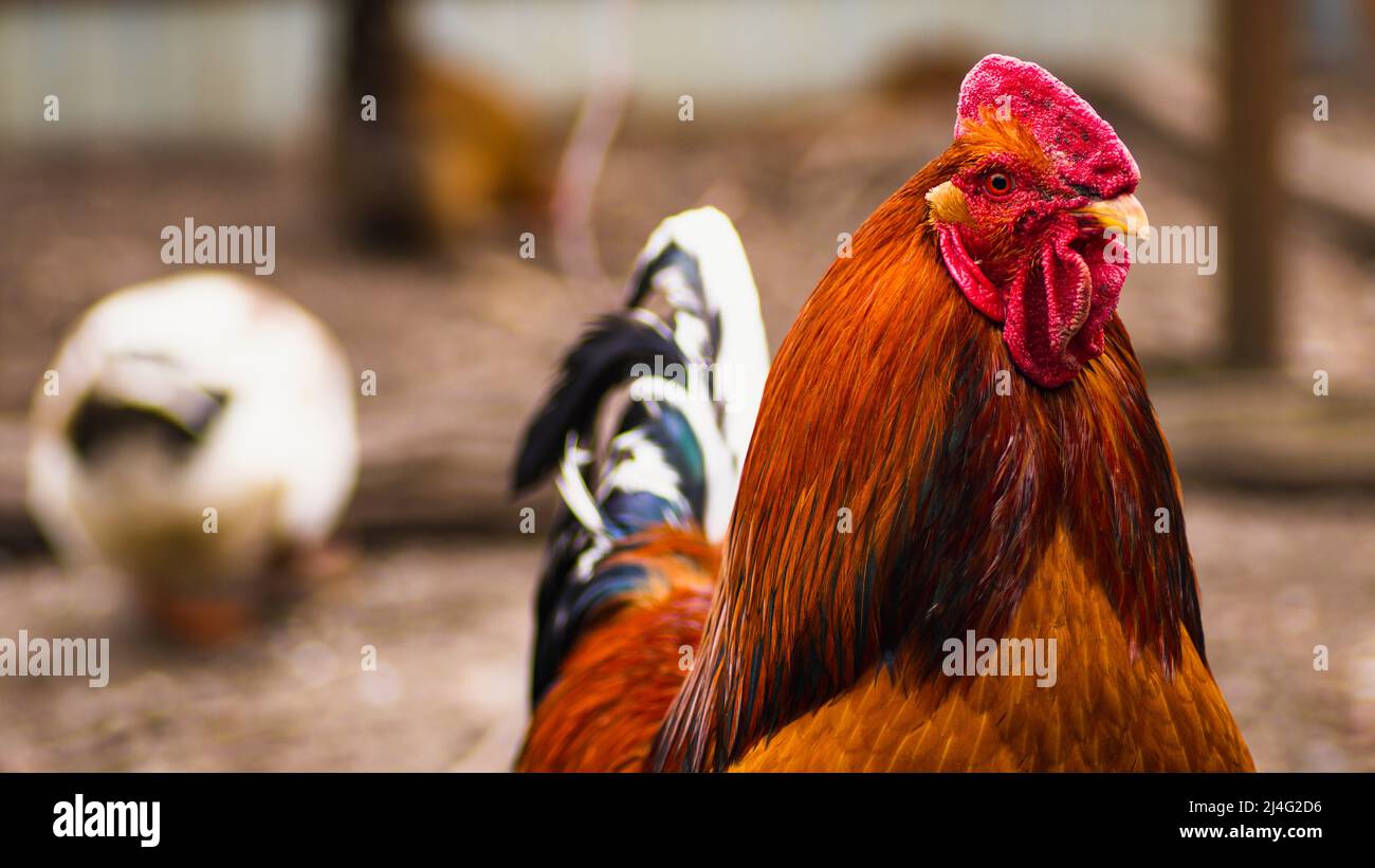Side view of bright red rooster with brown plumage and pointed beak ...