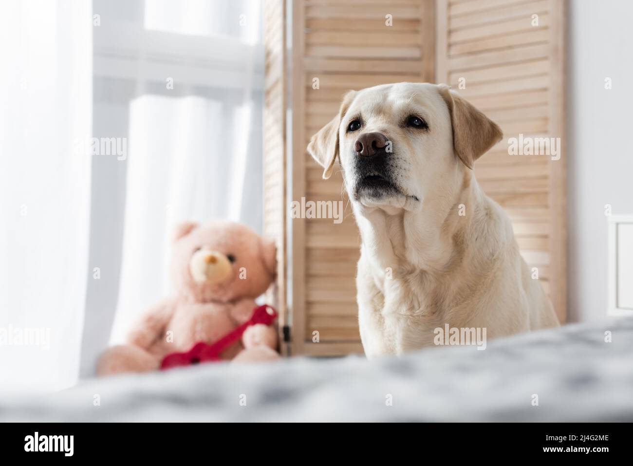 labrador dog near teddy bear on blurred background Stock Photo - Alamy