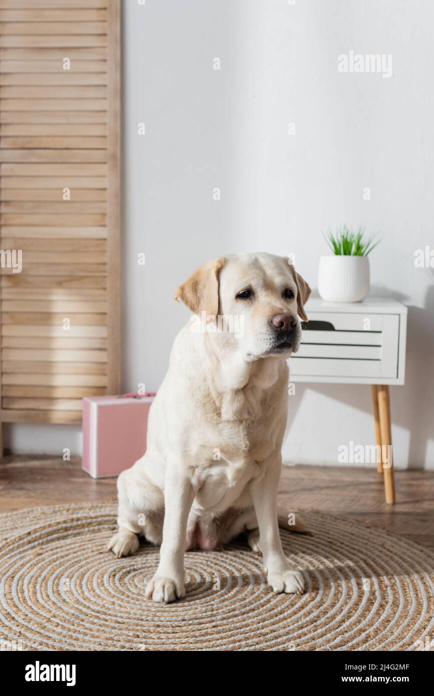 labrador dog sitting on floor carpet at home Stock Photo - Alamy