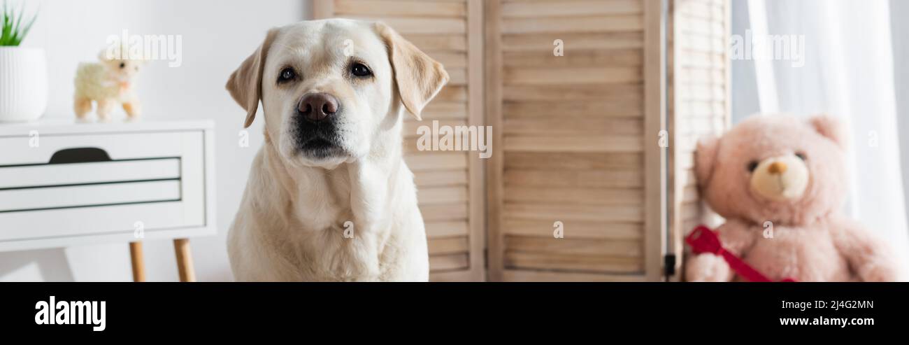 labrador dog looking at camera near blurred teddy bear at home, banner ...