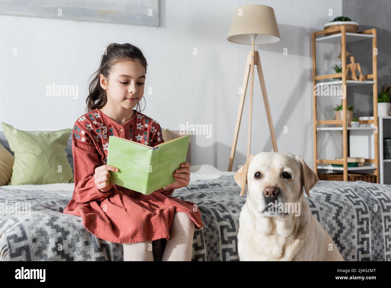 Labrador dog reading book hi-res stock photography and images - Alamy
