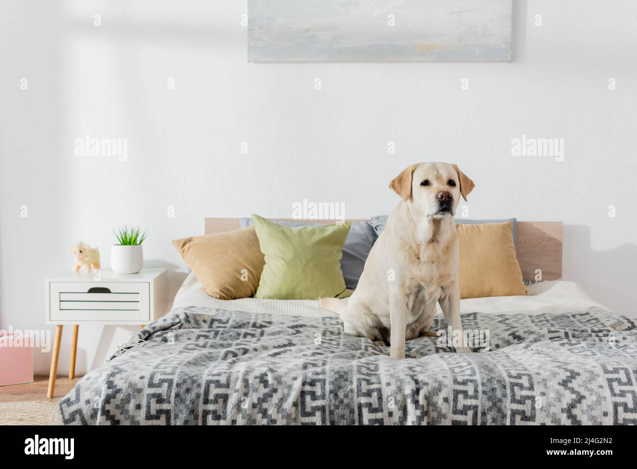labrador dog sitting on soft bed near pillows Stock Photo - Alamy