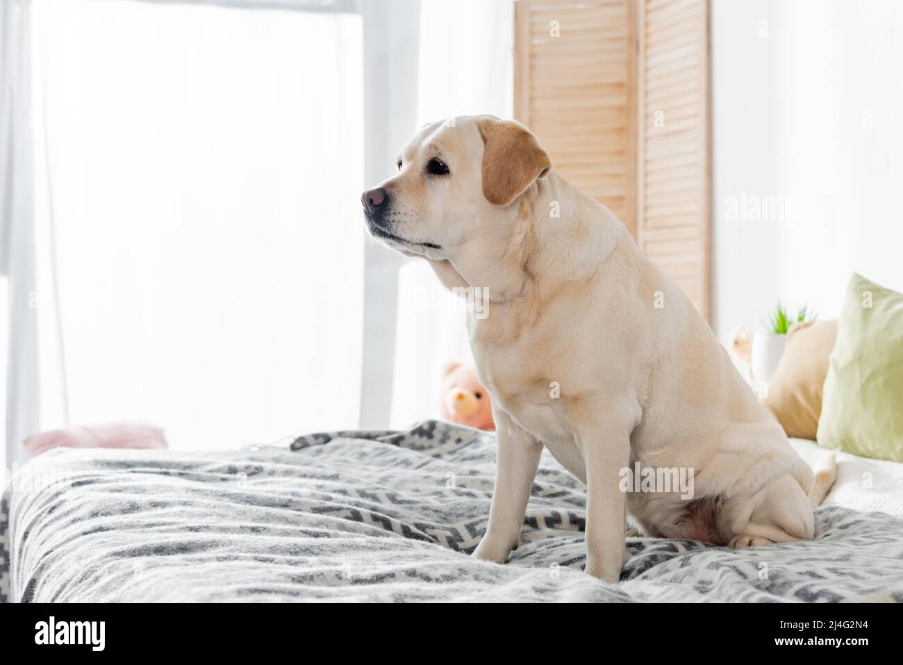 yellow labrador looking away while sitting on bed at home Stock Photo ...