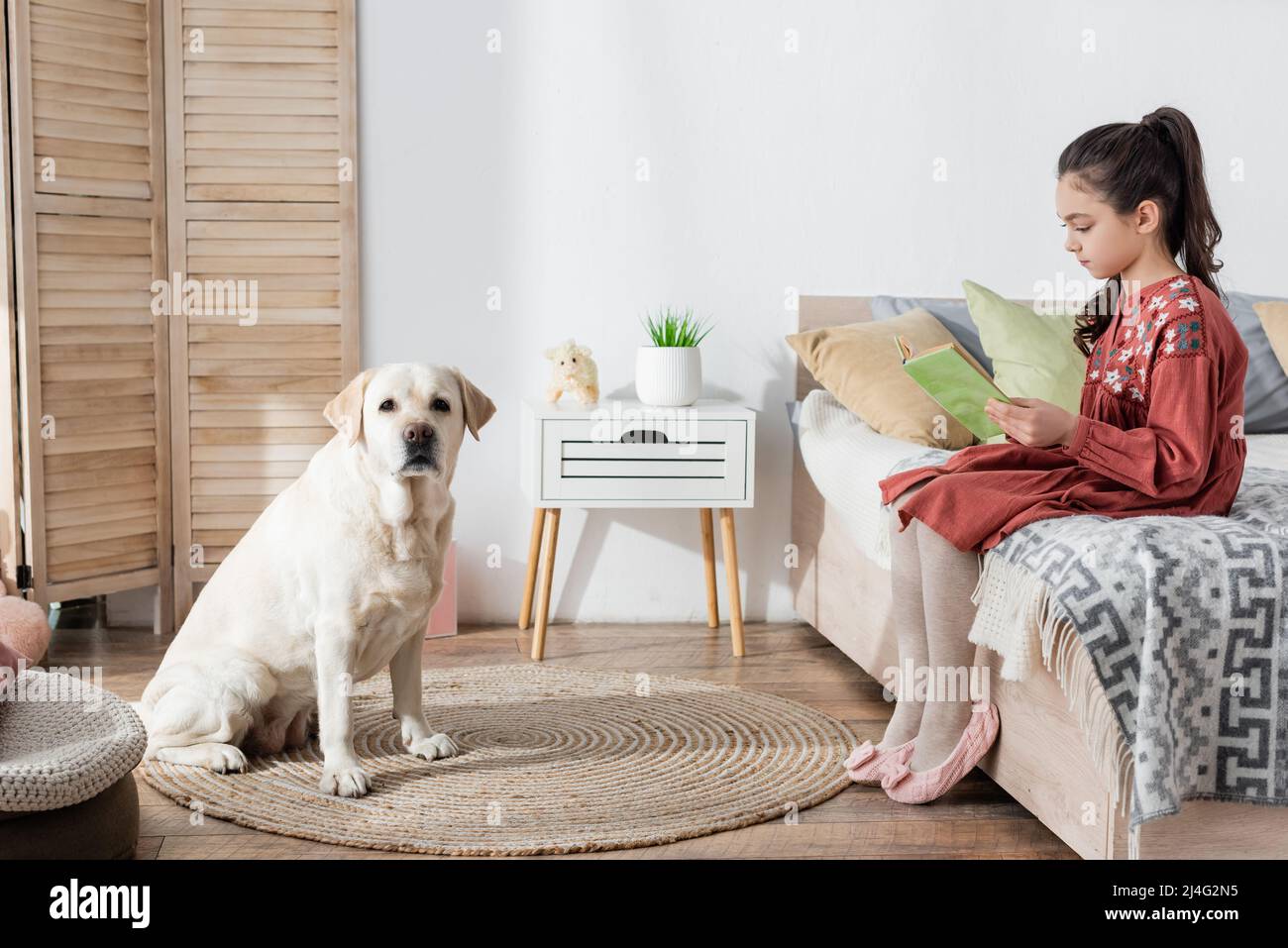 Labrador dog reading book hi-res stock photography and images - Alamy