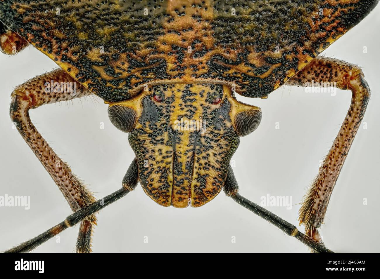 Stink bug, magnification 3x Stock Photo - Alamy