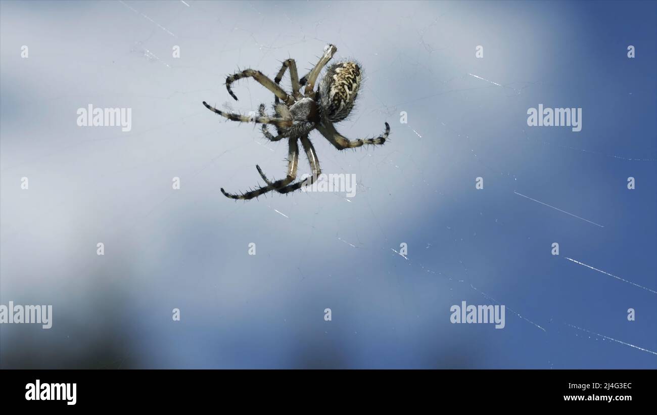 Close up of spider in a web on blurred blue sky background with clouds ...