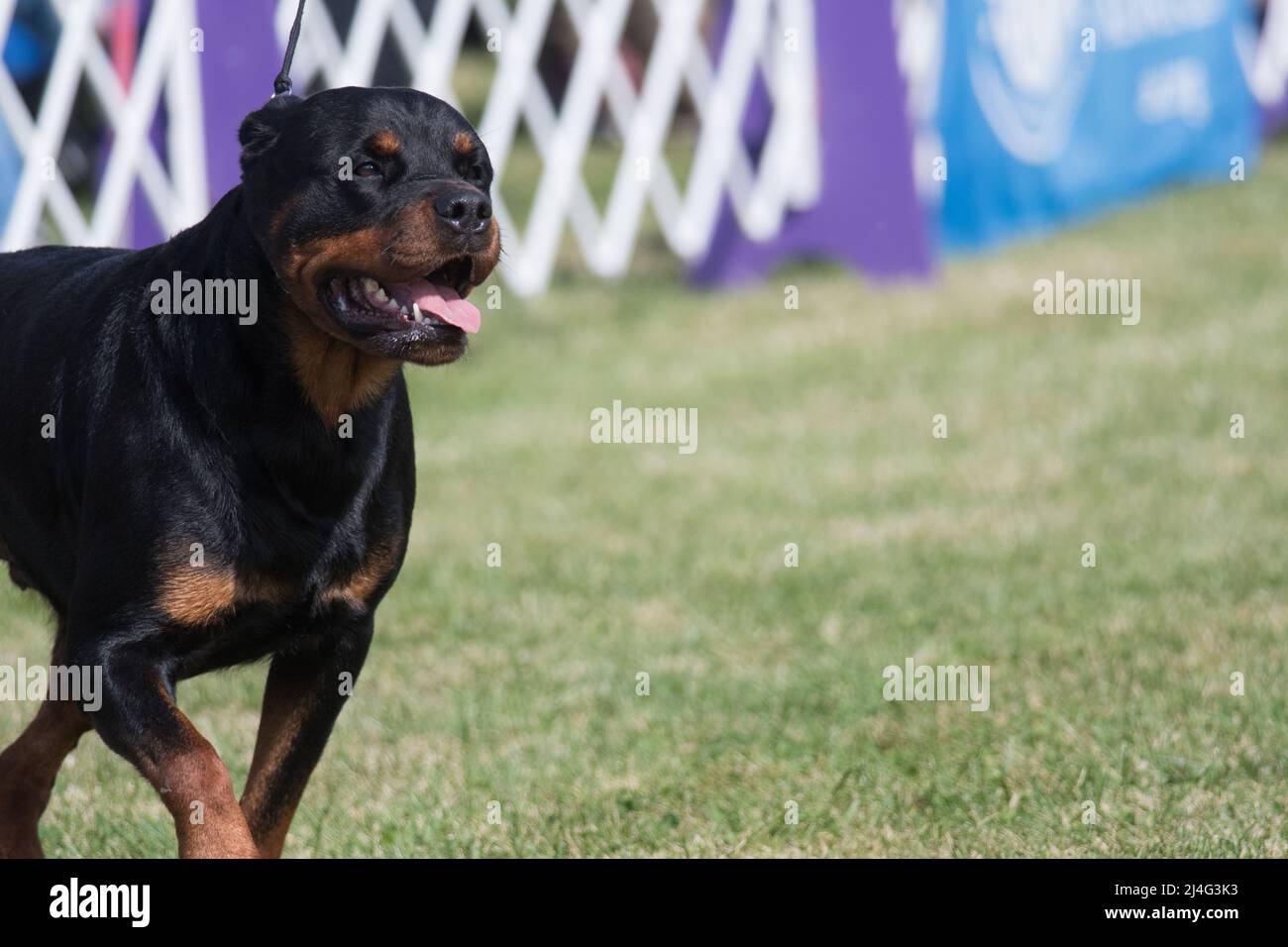 Rottweiler walking in dog show ring in the summer Stock Photo - Alamy