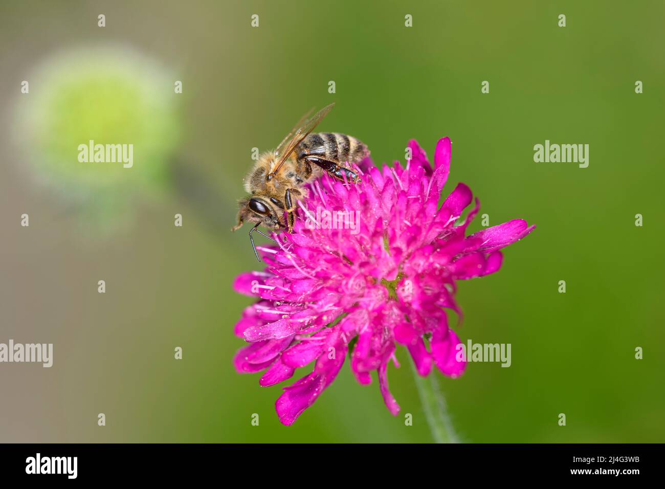 Bee - Apis Mellifera - Pollinates Knautia Arvensis - Field Scabious ...