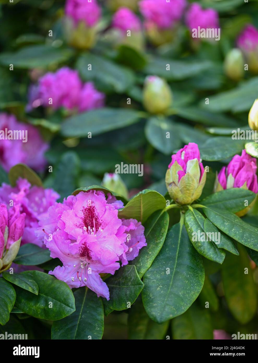 Springtime rhododendron hi-res stock photography and images - Alamy