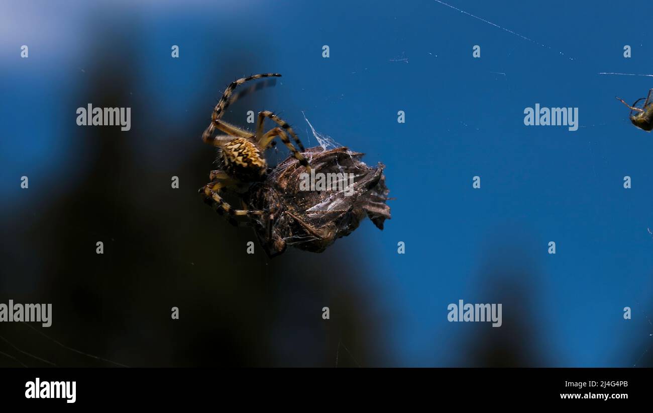 A large insect.Creative. The spider is trying to move a large dry ...