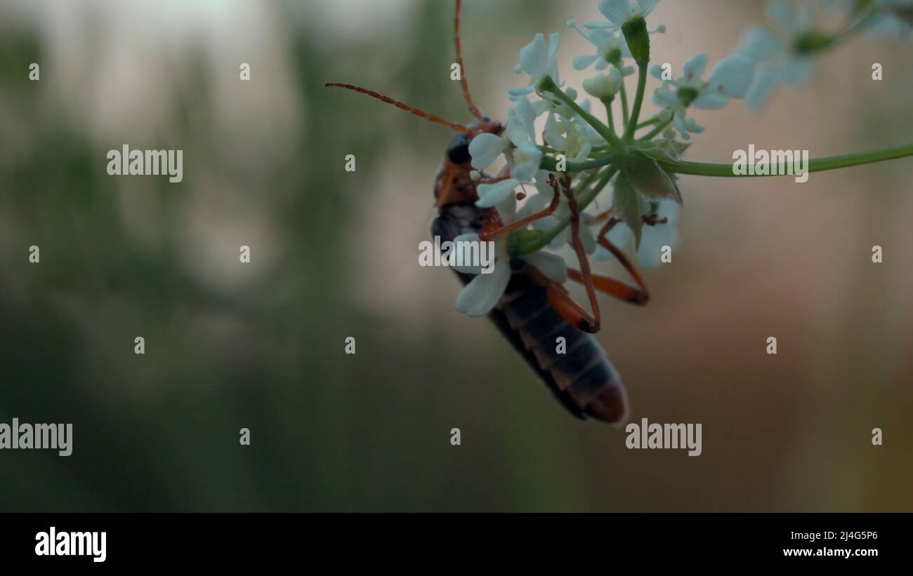 A landscape with large insects with long whiskers. Creative. Macro ...