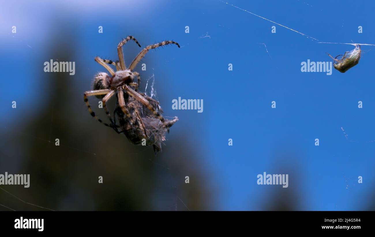 A large insect.Creative. The spider is trying to move a large dry ...