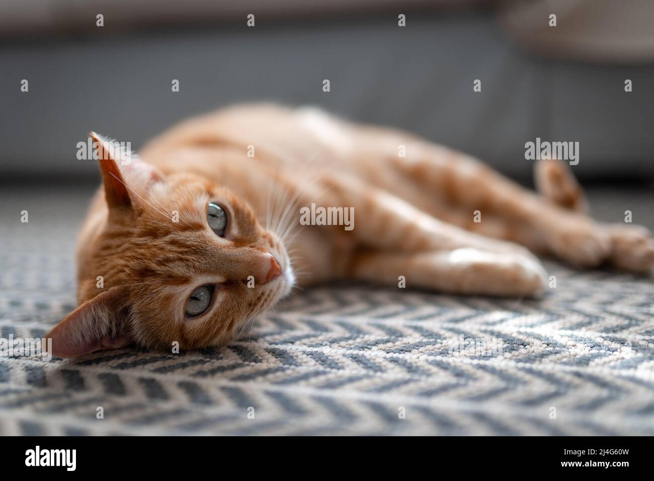 brown tabby cat with green eyes lying on the carpet Stock Photo - Alamy