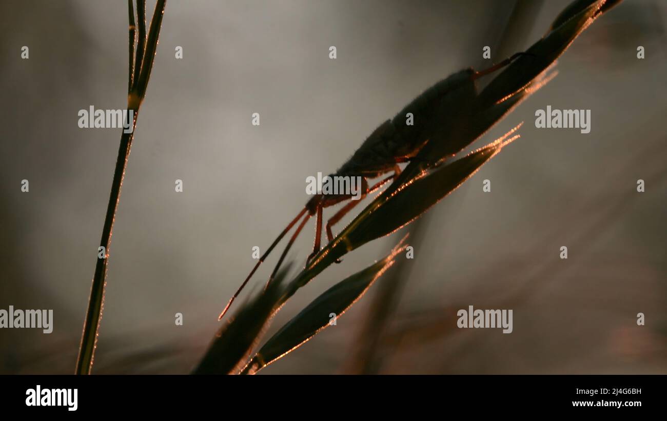 A landscape with large insects with long whiskers. Creative. Macro ...