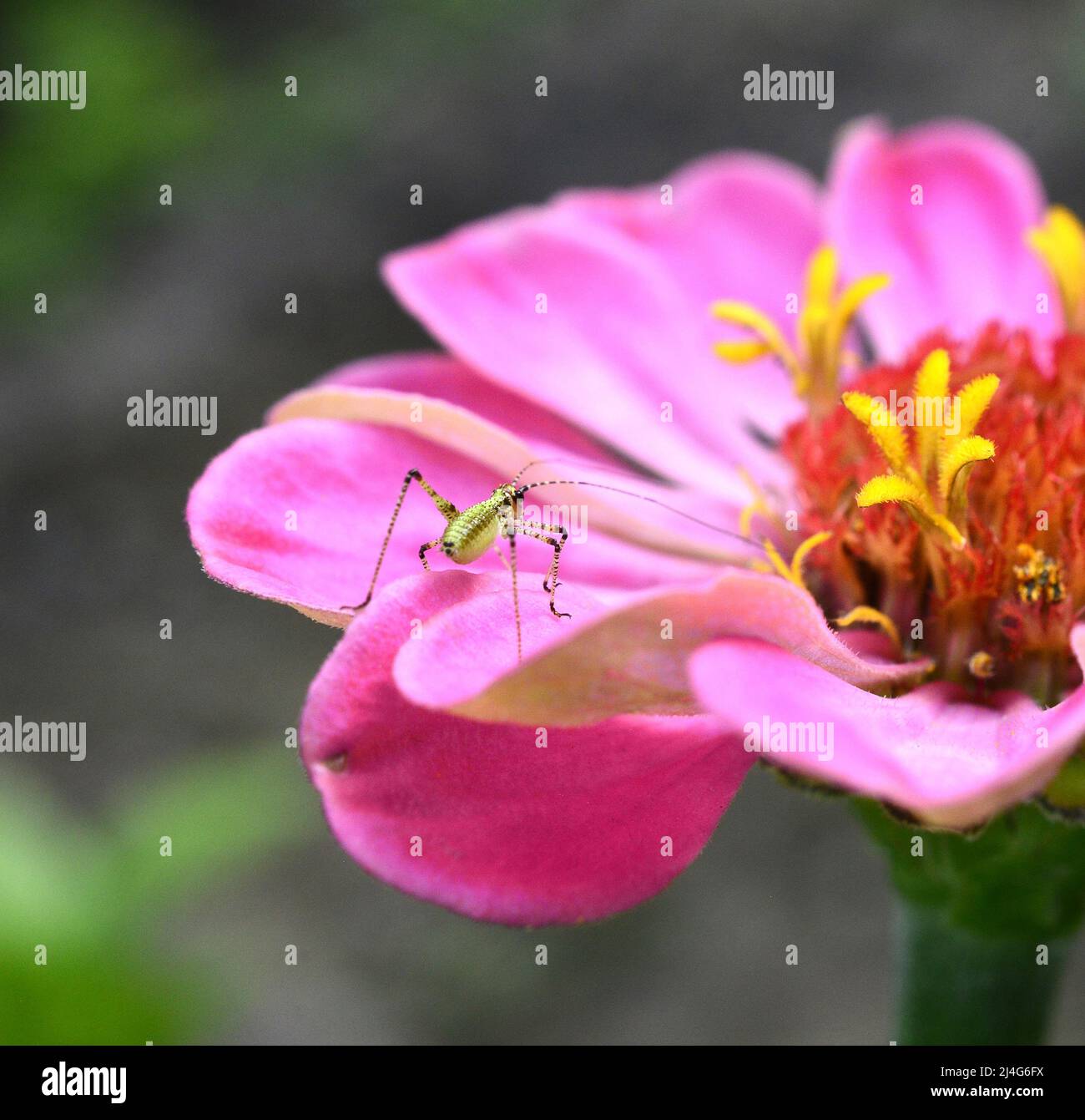 Spider gerbera daisy hi-res stock photography and images - Alamy