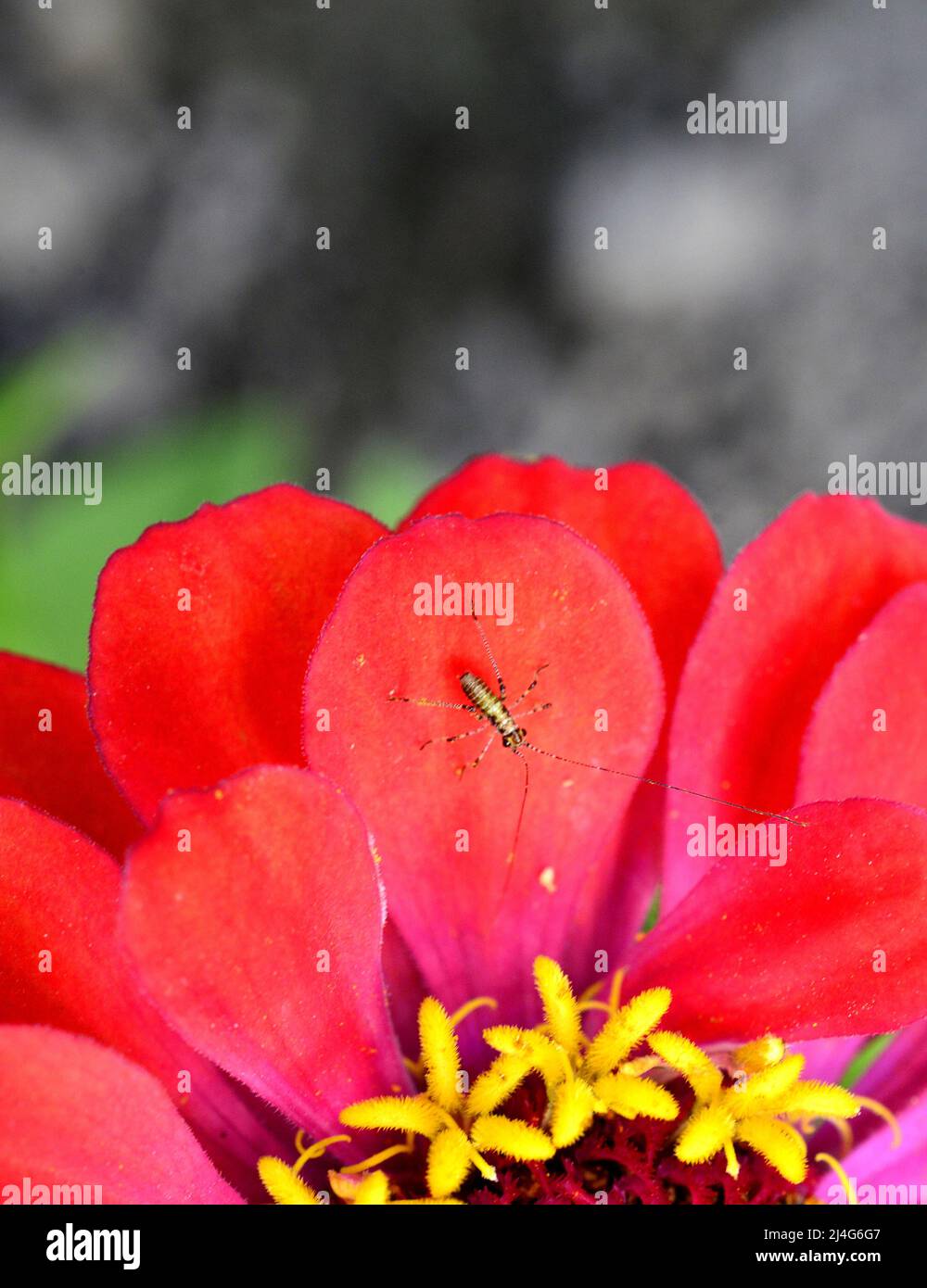 Spider gerbera daisy hi-res stock photography and images - Alamy