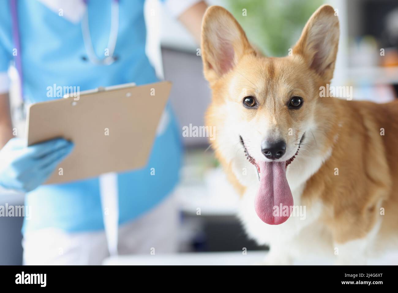 Veterinarian conducts medical examination of dog in veterinary clinic ...