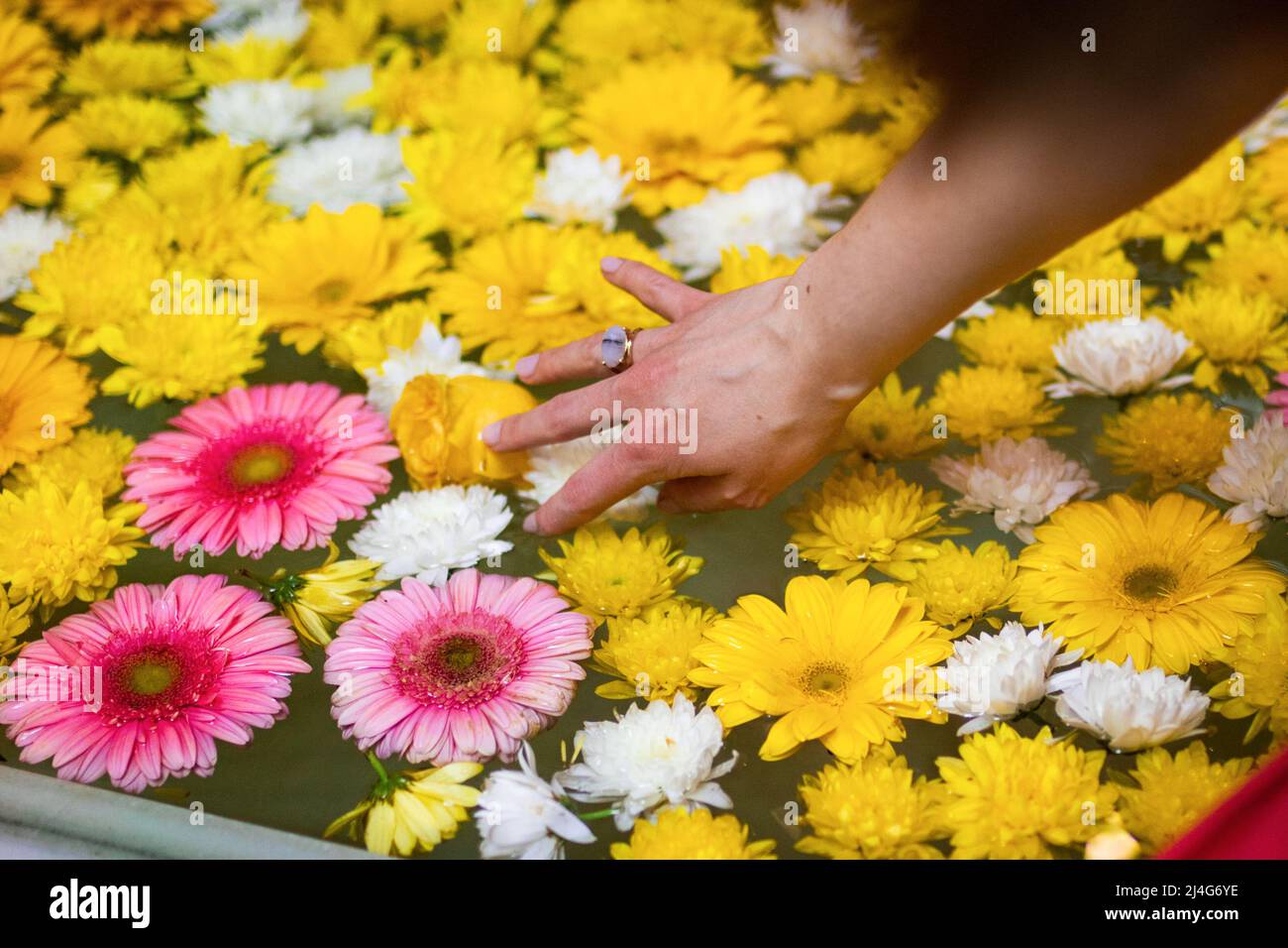 A woman's hand touching flowers in water Stock Photo - Alamy