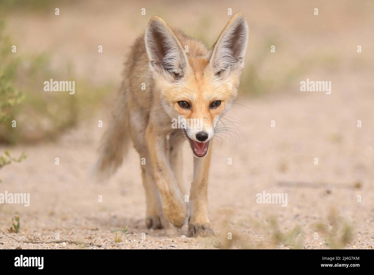 Arabian red fox hi-res stock photography and images - Alamy