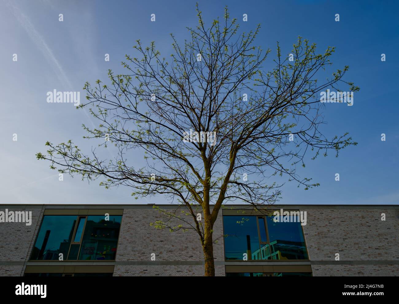 young tree in clear blue sky with a modern building and reflecting ...