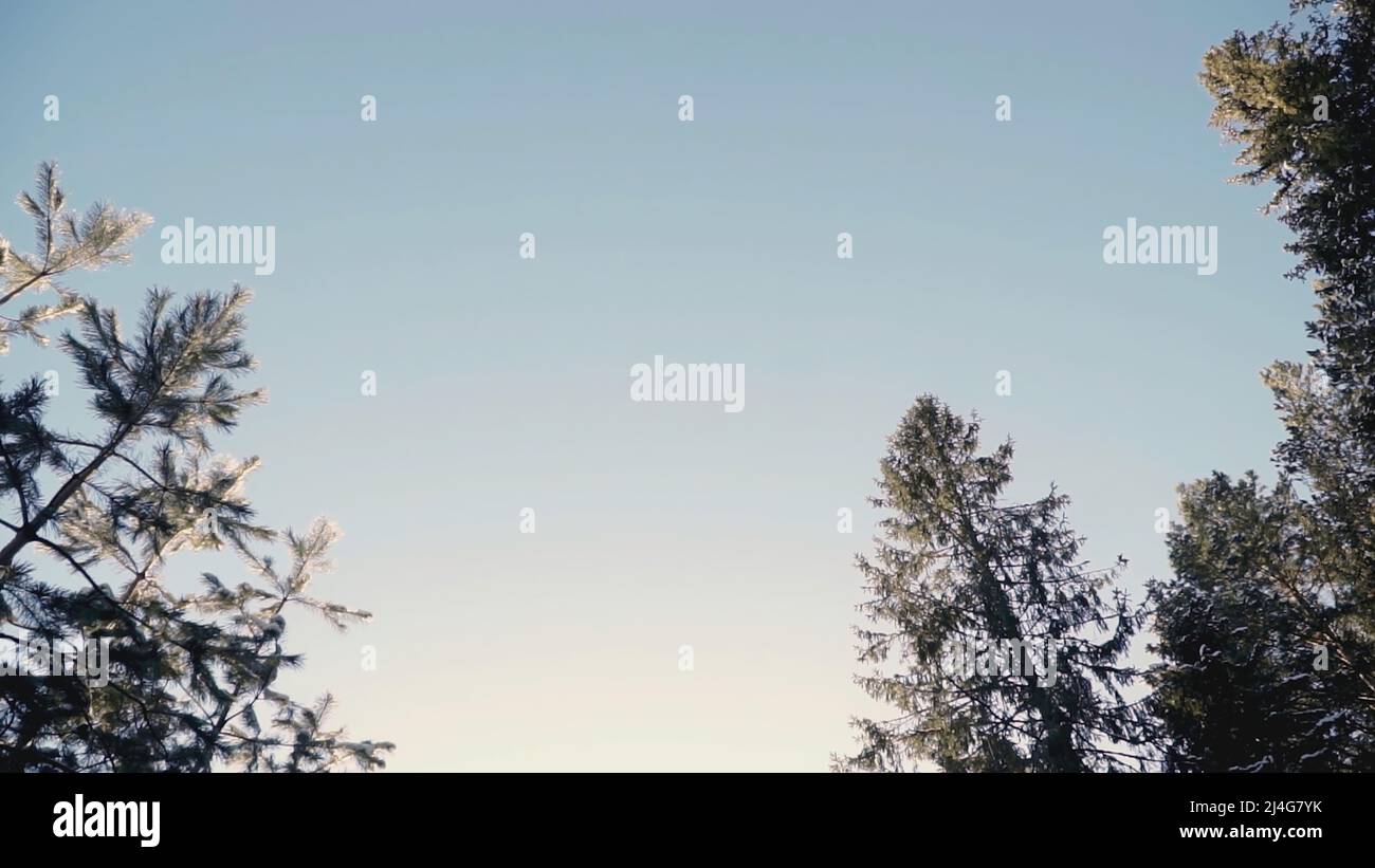 Trees in the forest. CLIP. Trees grow in the forest around the meadow ...