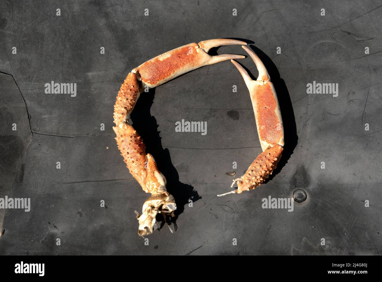 Crab anatomy hi-res stock photography and images - Alamy