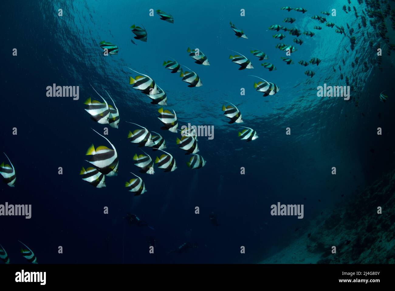 Banner fish hi-res stock photography and images - Alamy