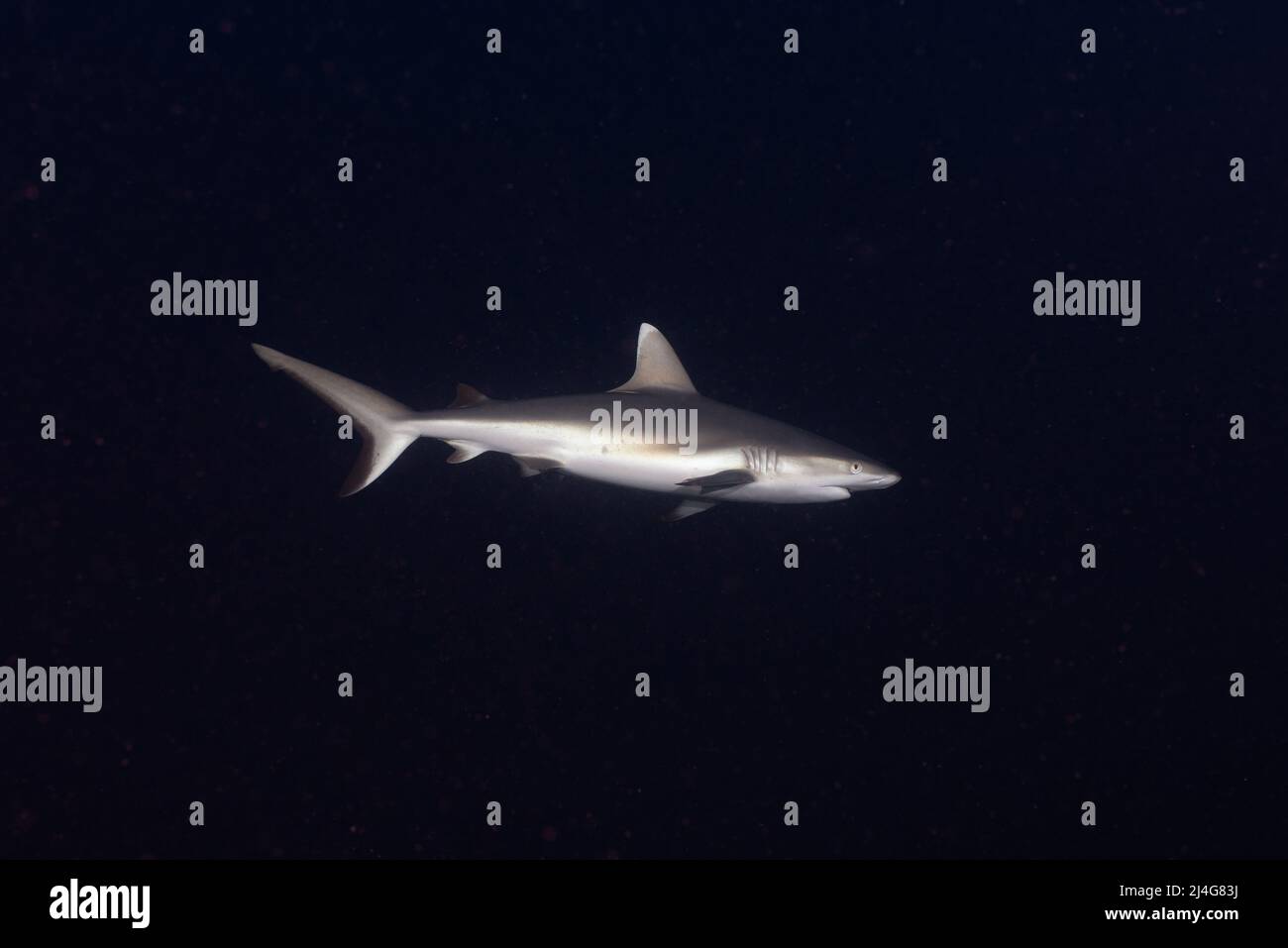 Indian ocean shark coral hunting hi-res stock photography and images ...