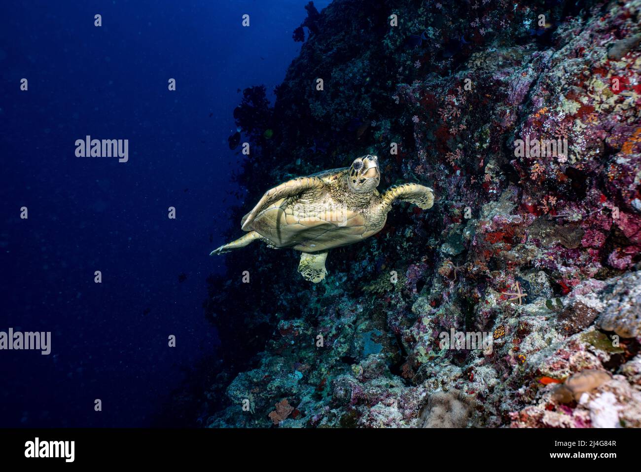 Turtle formation hi-res stock photography and images - Alamy