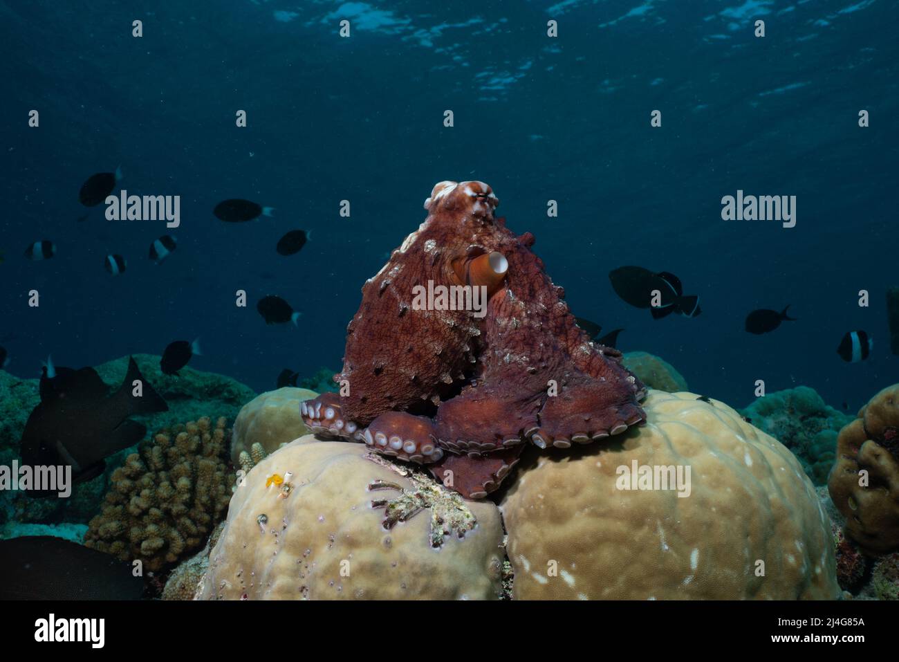 Octopus underwater scenery hi-res stock photography and images - Alamy