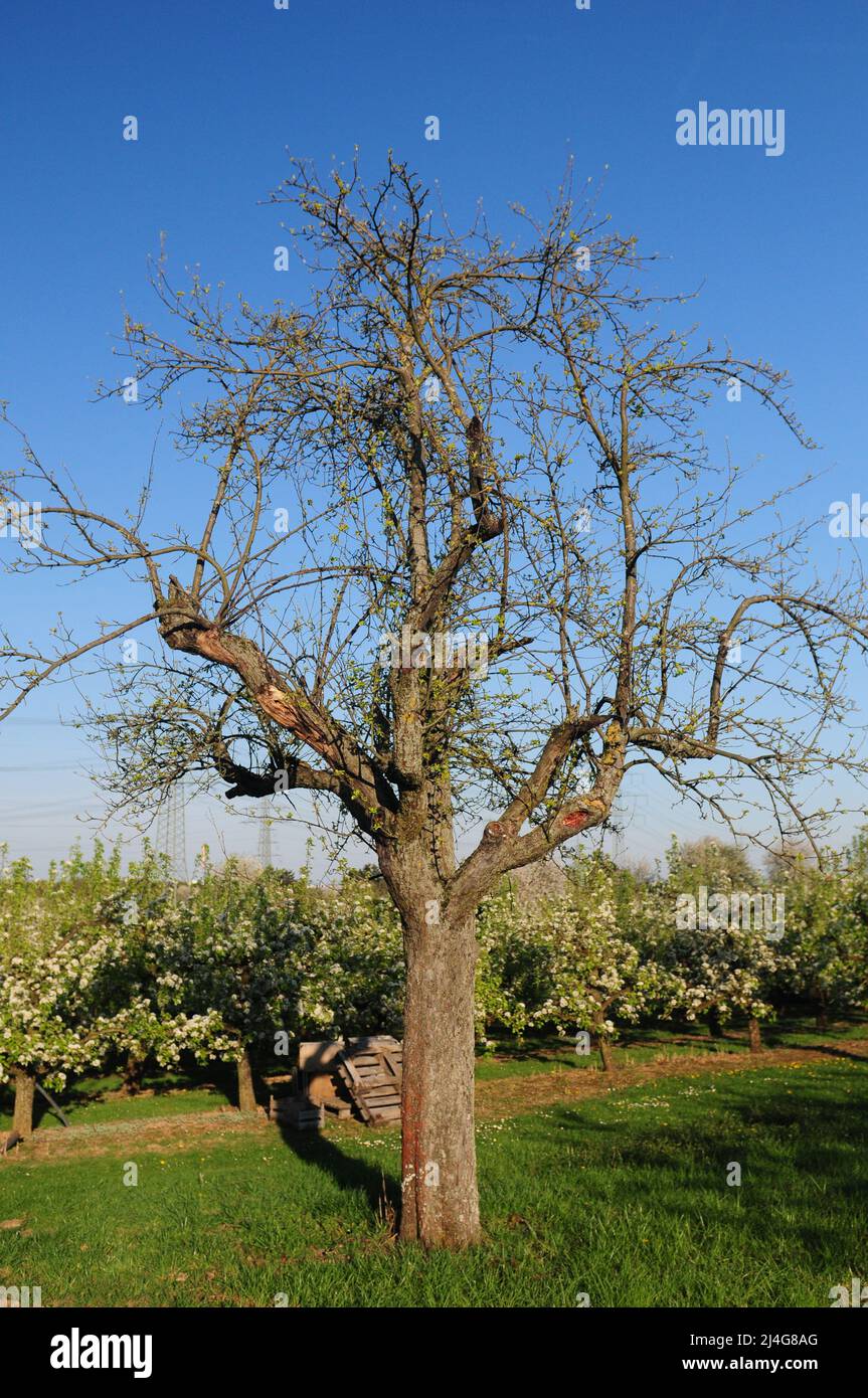 Gnarled Tree In Front Of Blooming Apple Trees In Kriftel Germany On A ...