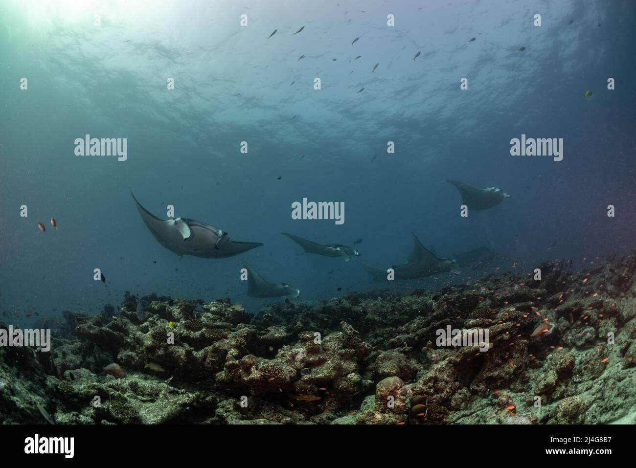 Manta rays wide hi-res stock photography and images - Alamy