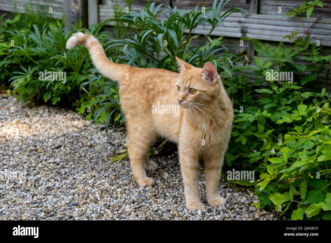 Semmelfarben hi-res stock photography and images - Alamy