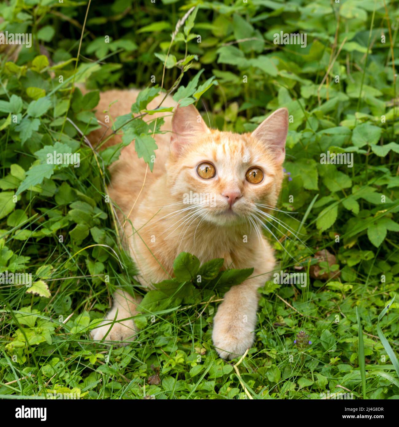 Semmelfarben hi-res stock photography and images - Alamy