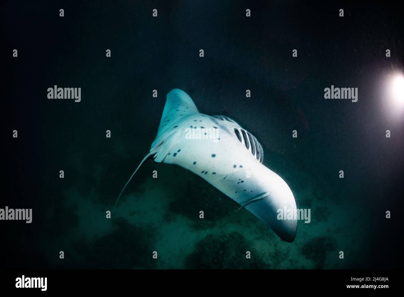 Manta ray feeding hi-res stock photography and images - Alamy