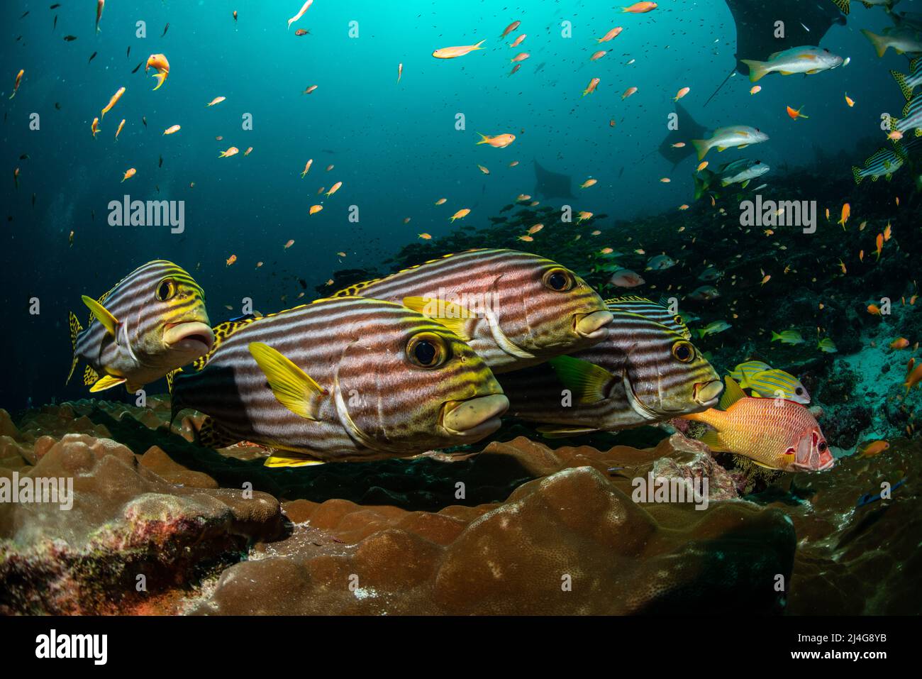 Sweet Lip Fish Stock Photo - Alamy