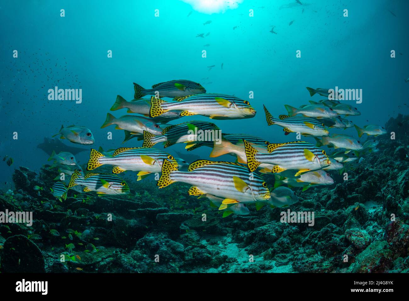 Sweet Lip Fish Stock Photo - Alamy