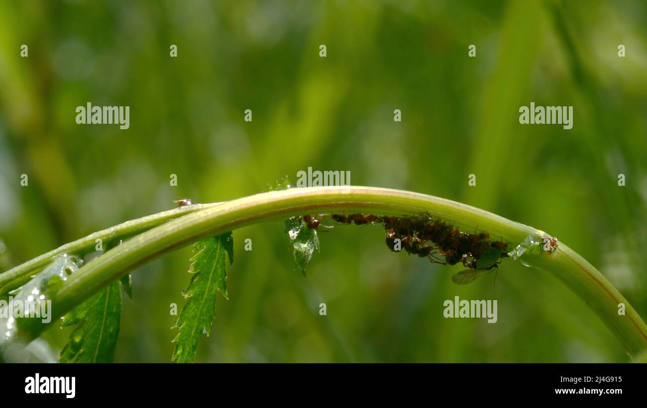 A small insect that crawls on a stalk of green grass in the rain ...