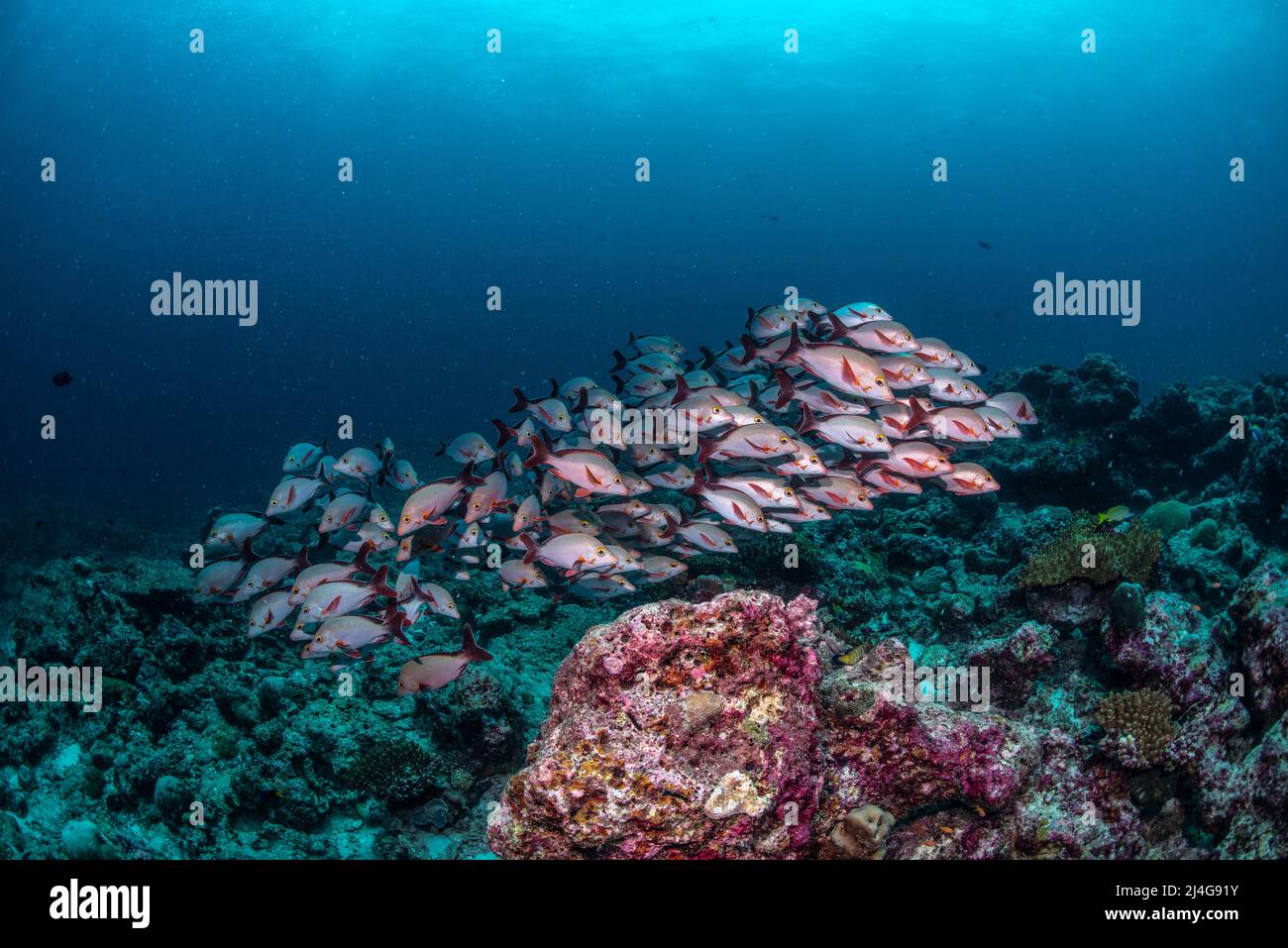 Indian red snapper hi-res stock photography and images - Alamy