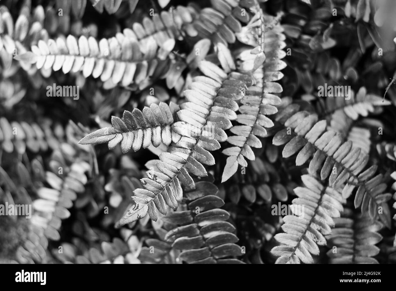 Beautiful summer ferns growing in the tranquil meadow in black and ...