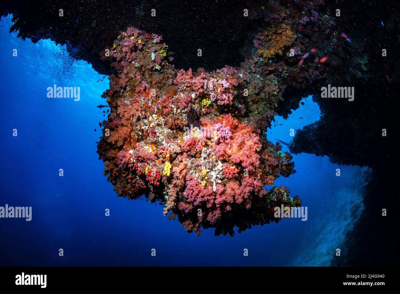 Coral reef overhang hi-res stock photography and images - Alamy
