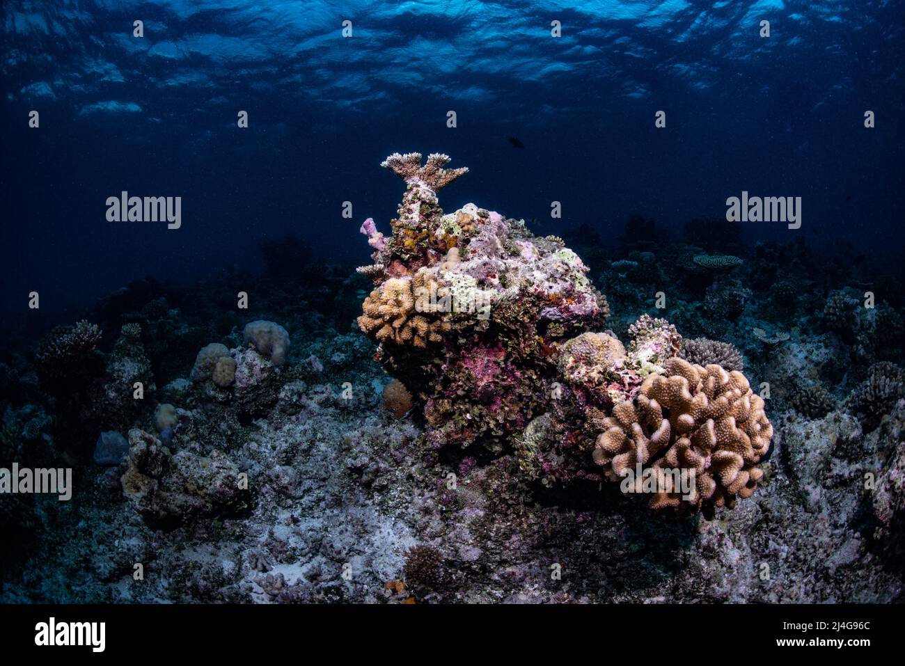 Coral reef scenery Stock Photo - Alamy