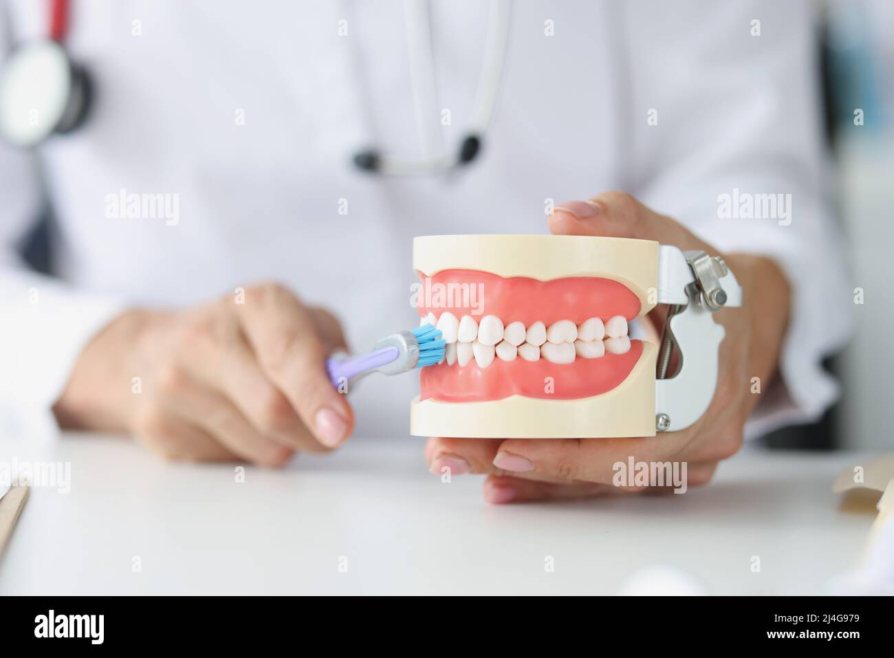 Dentist holds model jaw toothbrush hi-res stock photography and images ...
