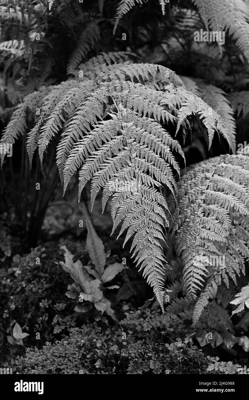 Beautiful summer ferns growing in the tranquil meadow in black and ...