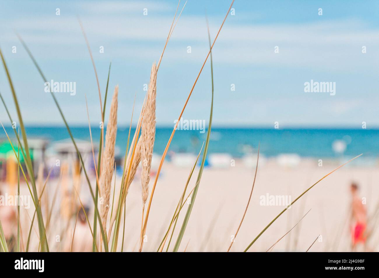 Beach gras in a close up shot with a beach and blue sky in the ...