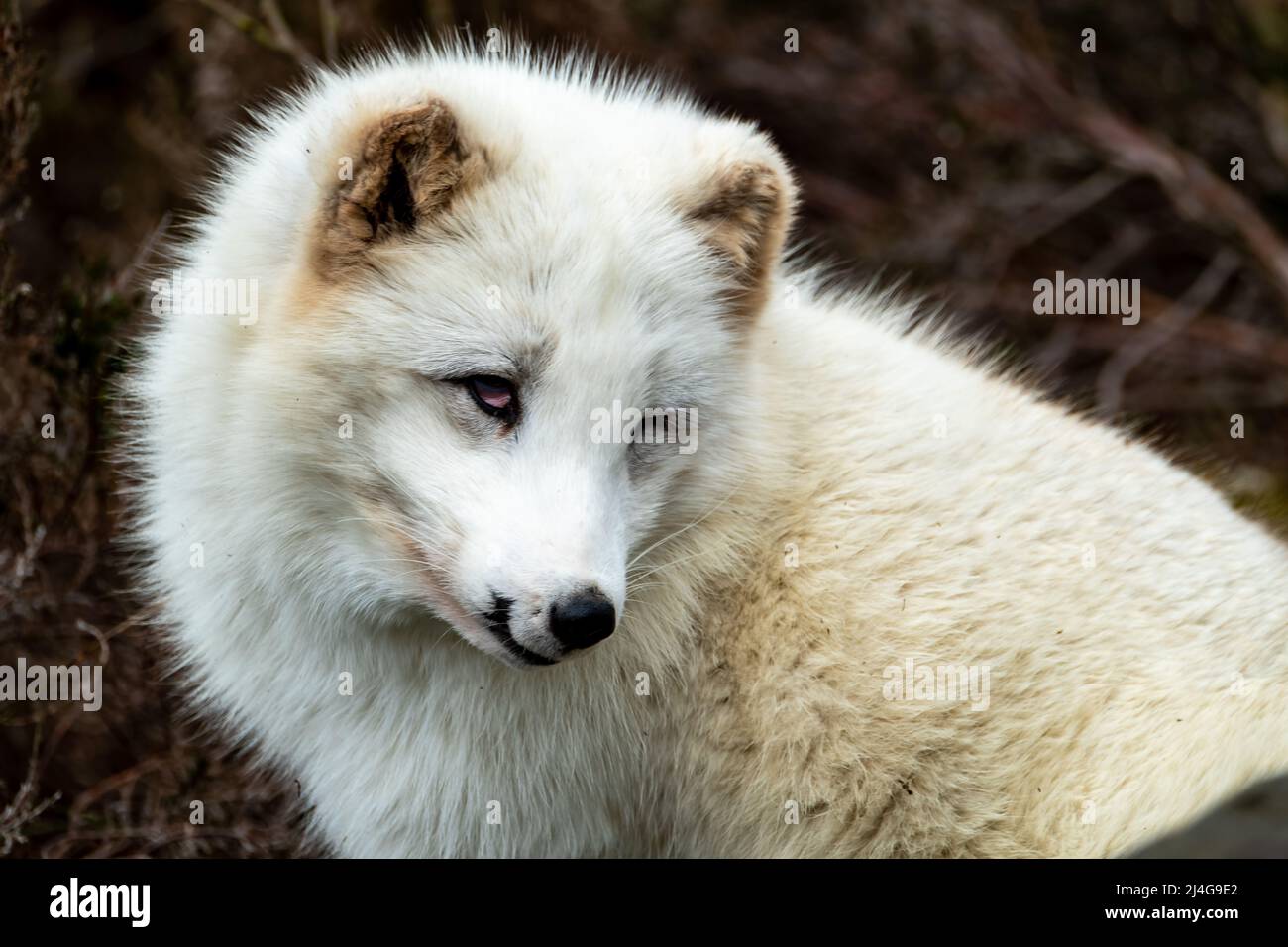 White arctic fox resting in the wilderness Stock Photo - Alamy